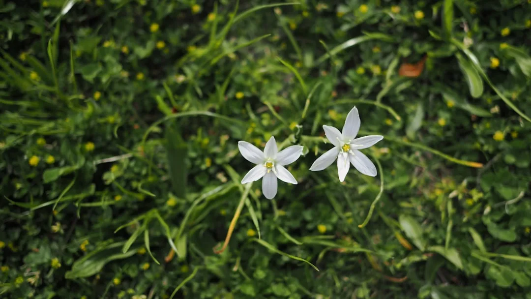 Flower Types - The Ultimate Botanical Guide for Gardeners