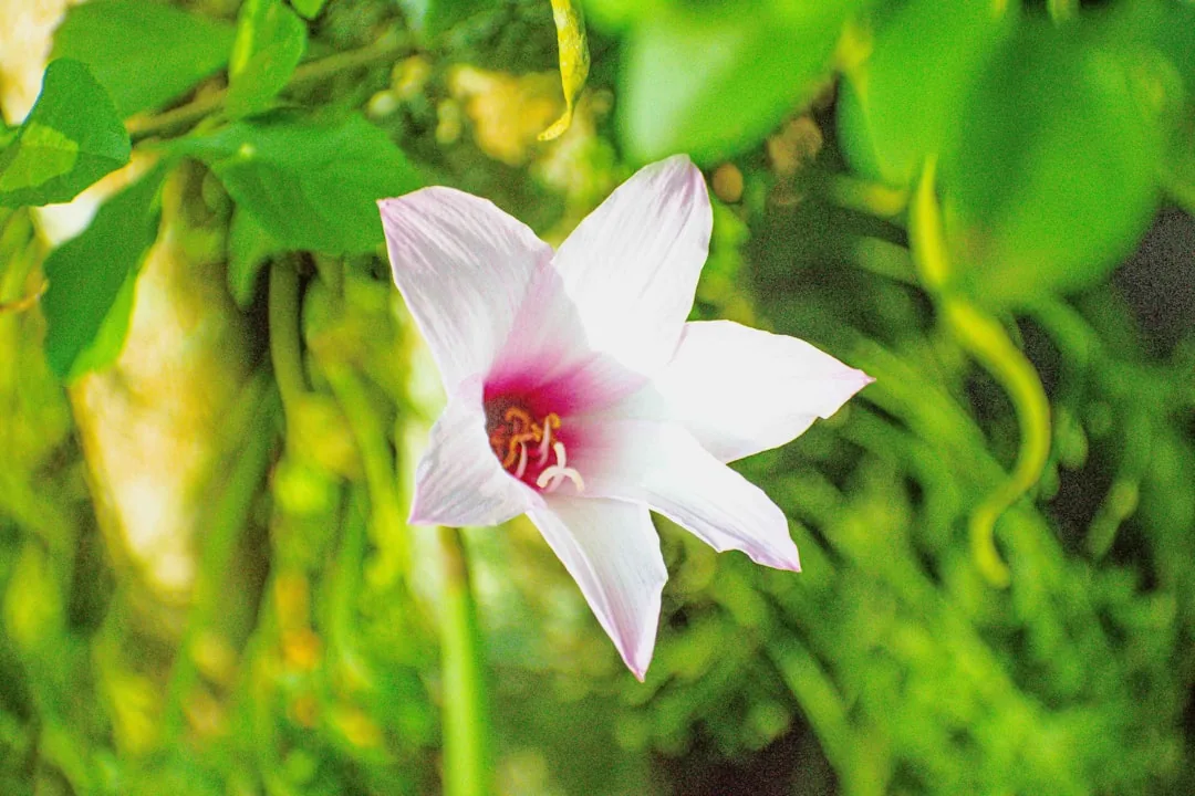 Plant Identification Tool - Identify Flowers & Plants Online